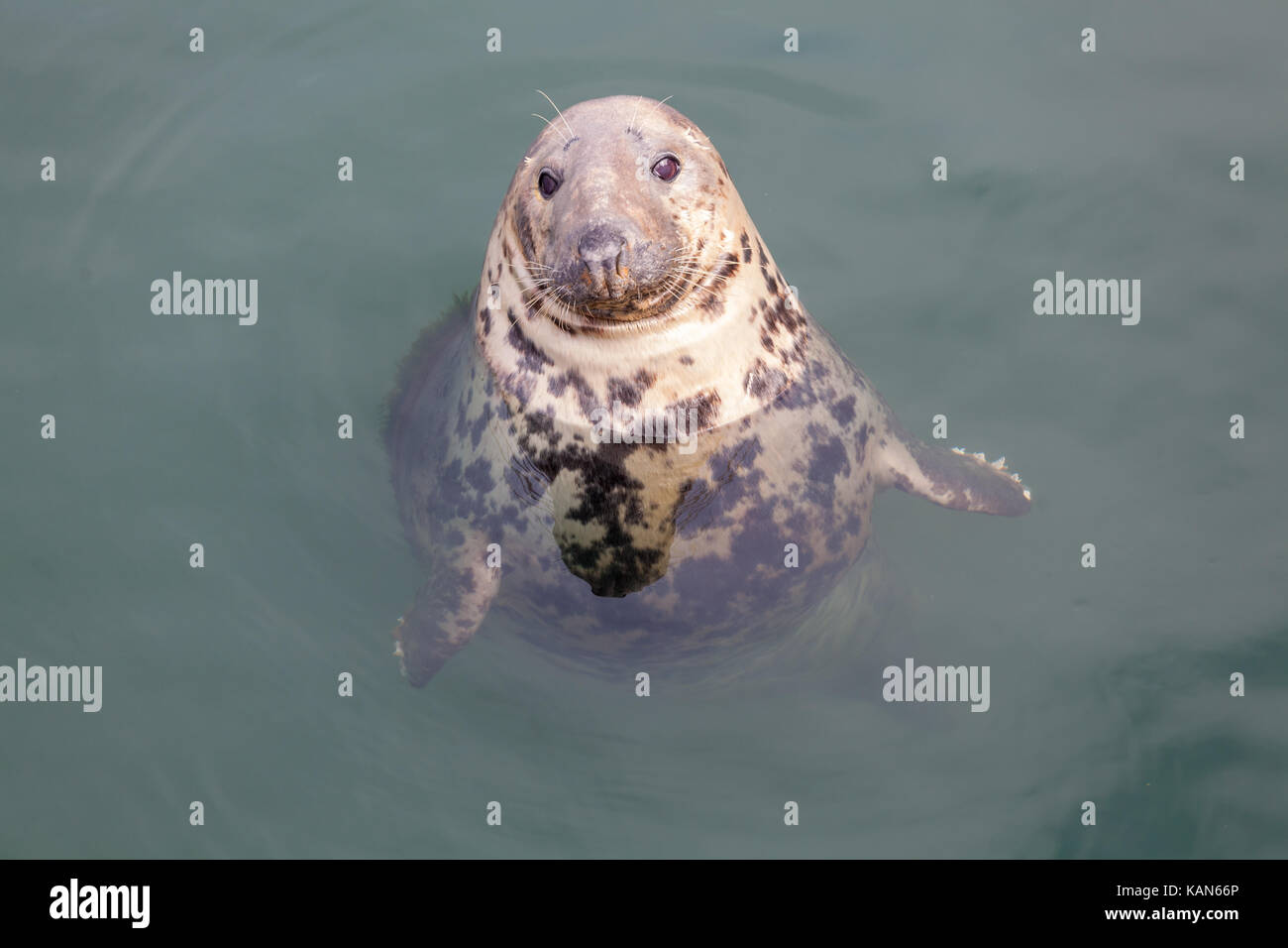 Seal Floating in Clear Waters Looking at the Camera Stock Photo - Alamy