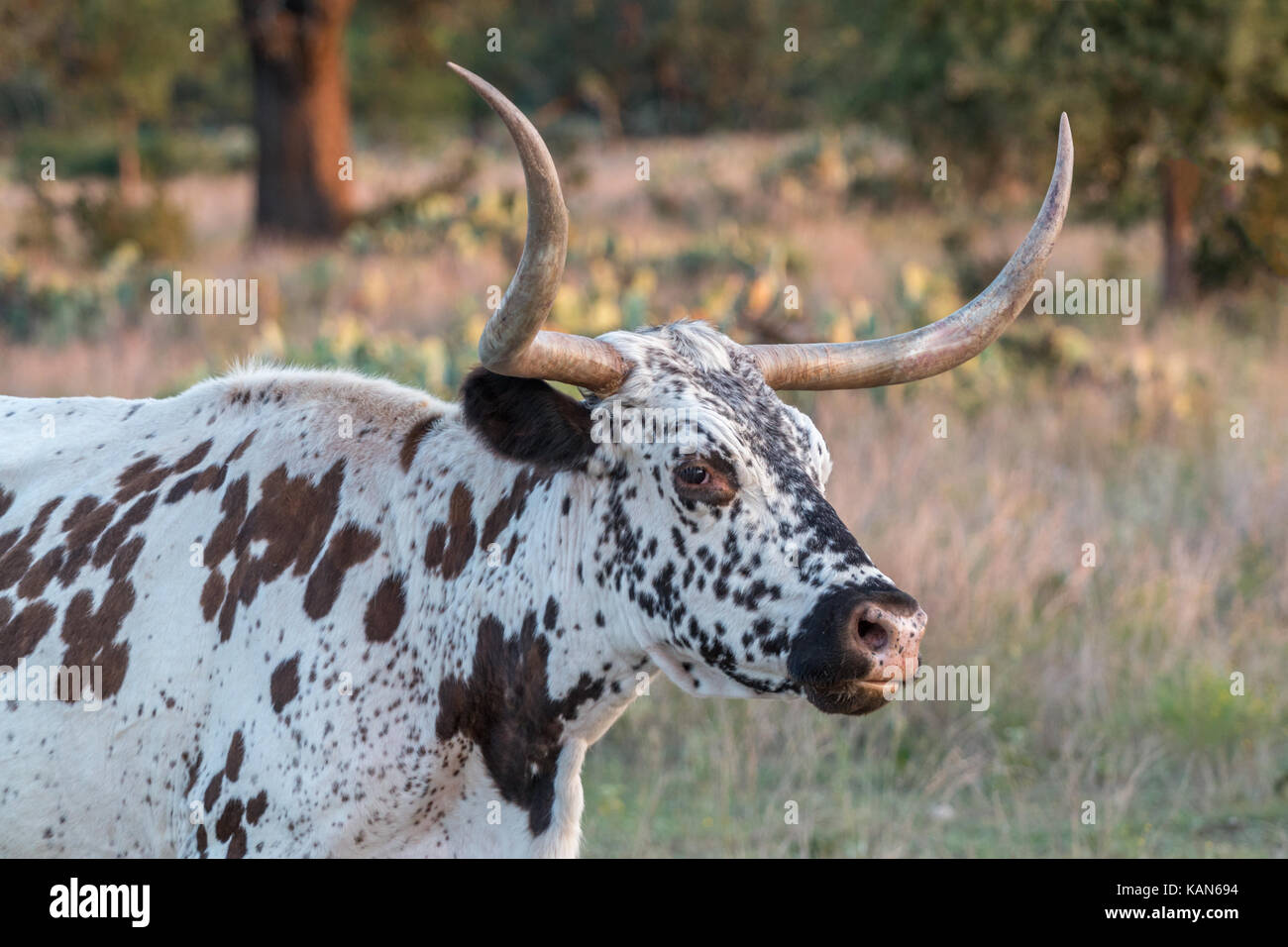 Longhorn Looking Right at Sunset Stock Photo - Alamy