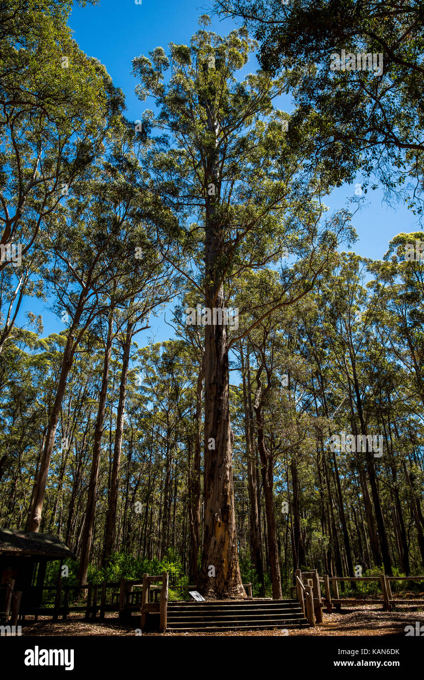 Karri tree hi-res stock photography and images - Alamy