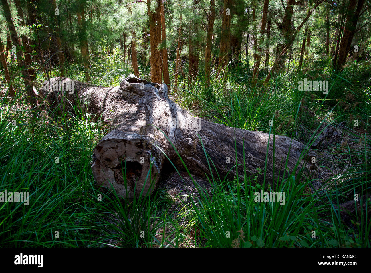 Fallen log hi-res stock photography and images - Alamy