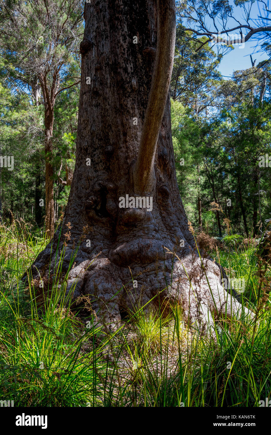 Funny tree hi-res stock photography and images - Alamy