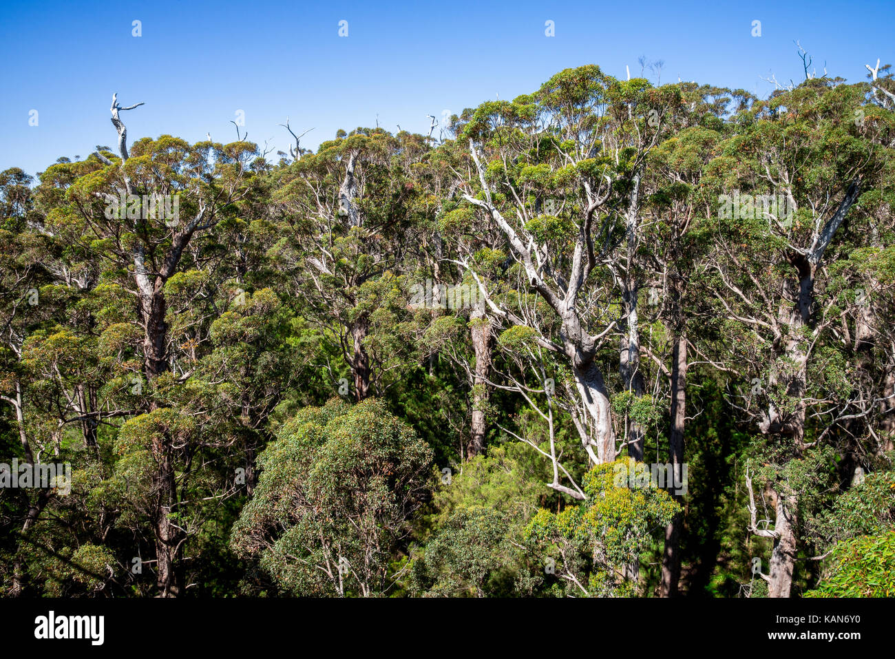 From a tree top hi-res stock photography and images - Alamy