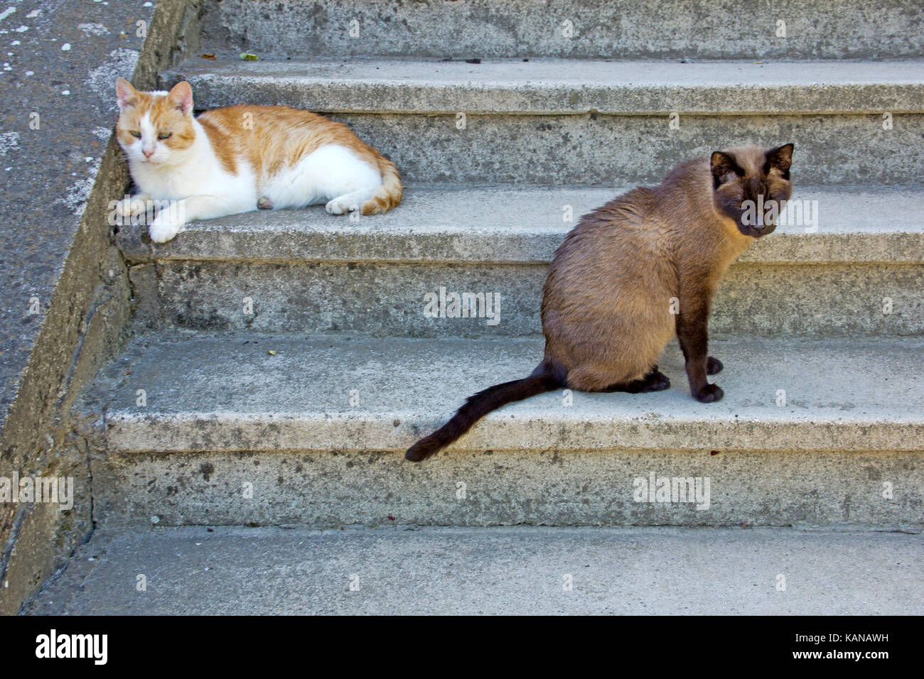 Cat on steps hi-res stock photography and images - Alamy