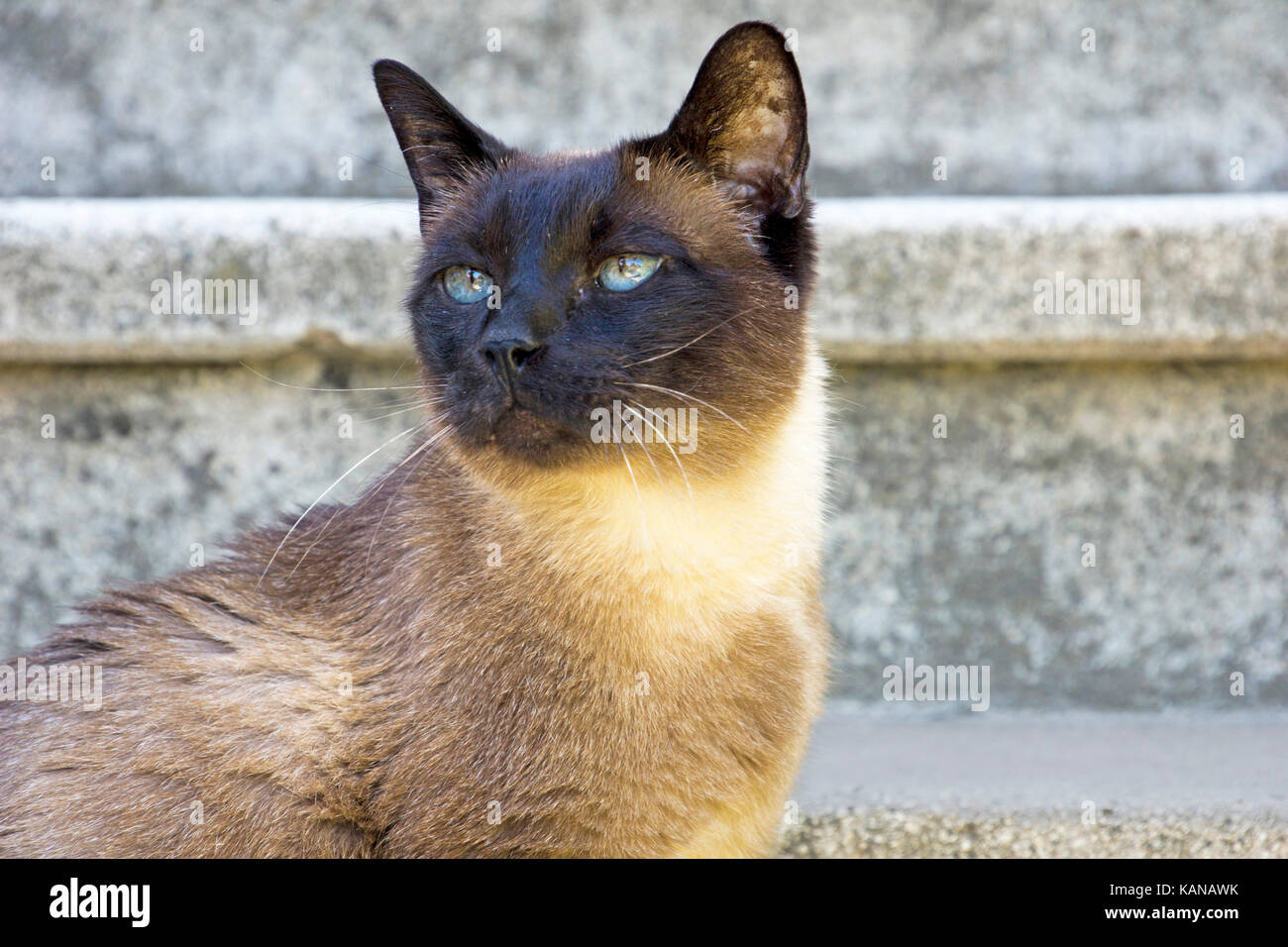 Purebred siamese cat hi-res stock photography and images - Alamy