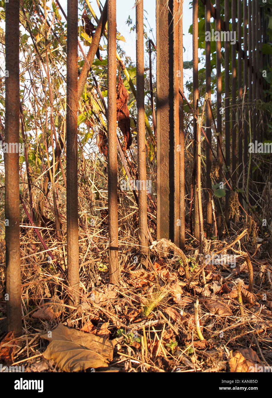 Rusty Iron Railings and Autumn Leaves Stock Photo - Alamy
