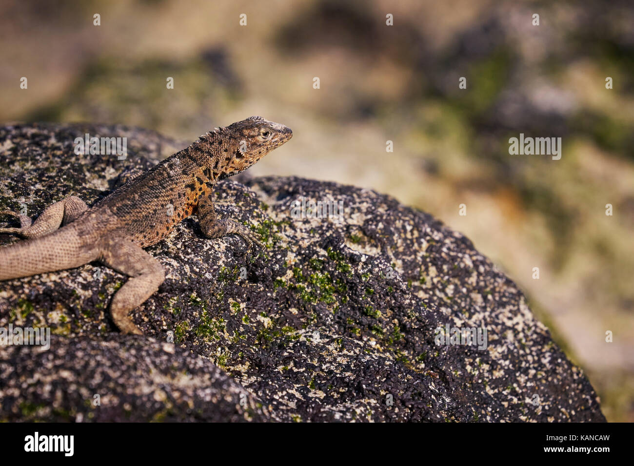 Lizard in galápagos islands hi-res stock photography and images - Alamy