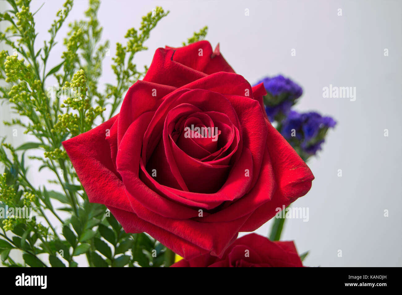 Simple single rose hi-res stock photography and images - Alamy