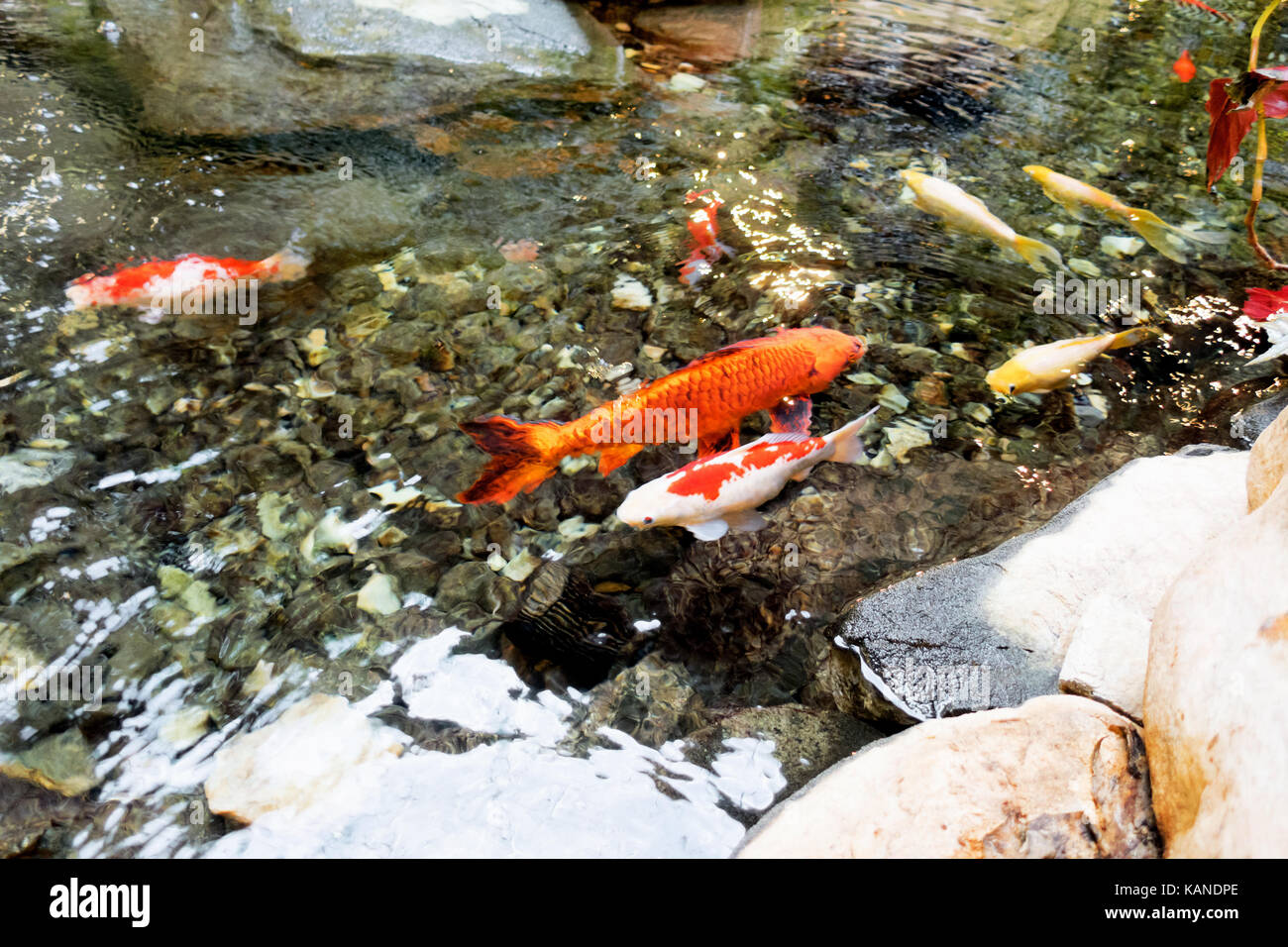 Ripples pond hi-res stock photography and images - Alamy