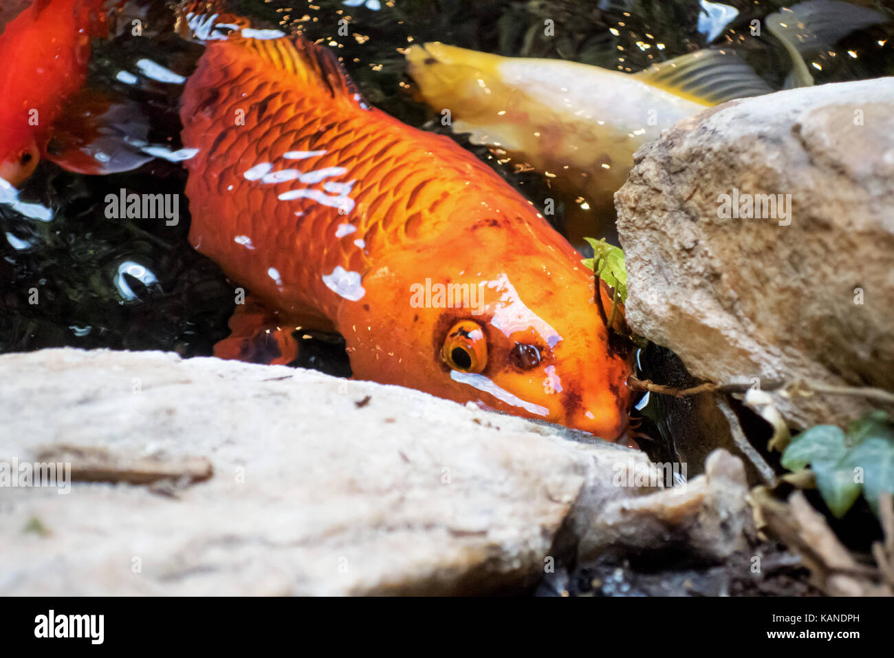 An orange fish swimming in a pond with other fish surrounded by rocks ...