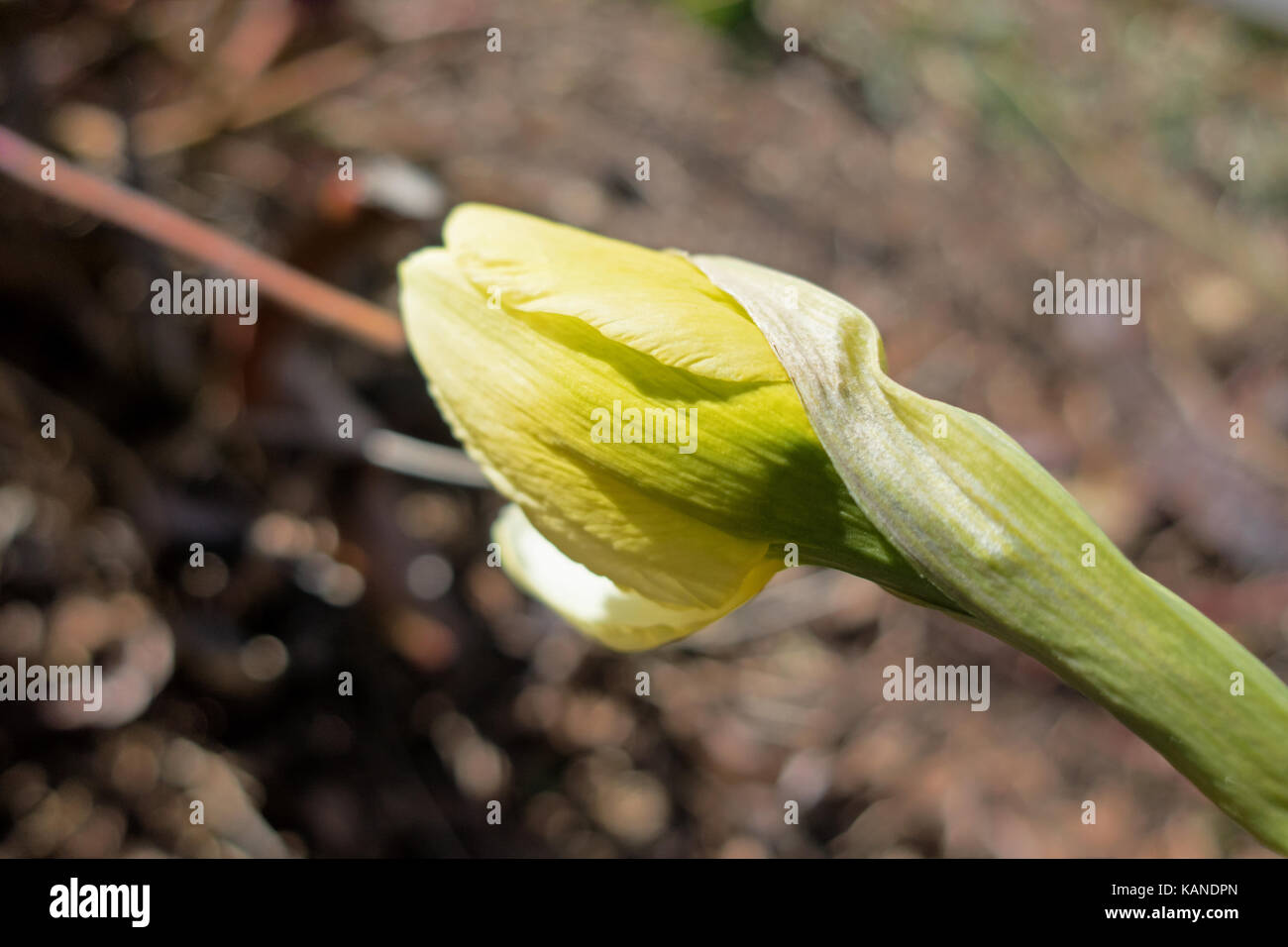 An opening yellow daffodil Stock Photo - Alamy