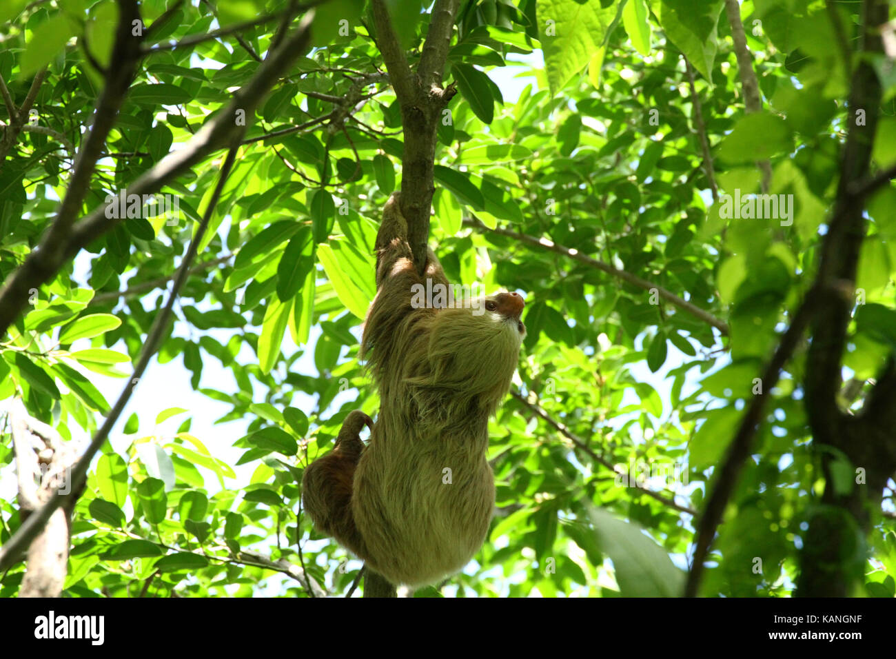 Sloth animal hi-res stock photography and images - Alamy