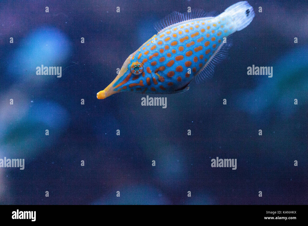Orange spotted filefish hi-res stock photography and images - Alamy