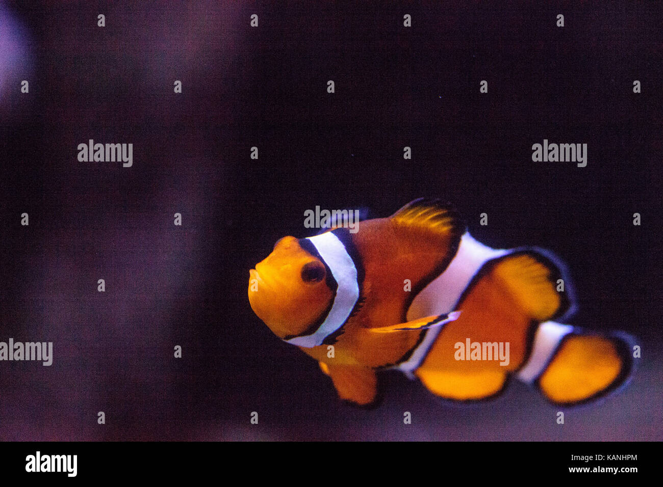 Clownfish, Amphiprioninae, in a marine fish and reef aquarium, staying ...