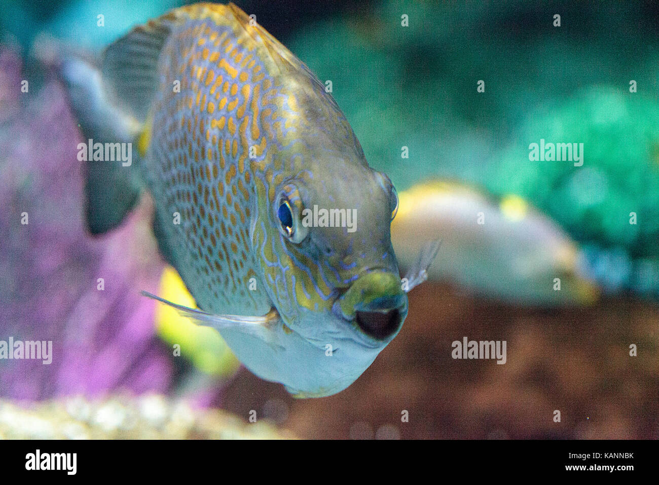 Close up of a Yellowspot rabbitfish Siganus guttatus in a coral reef ...