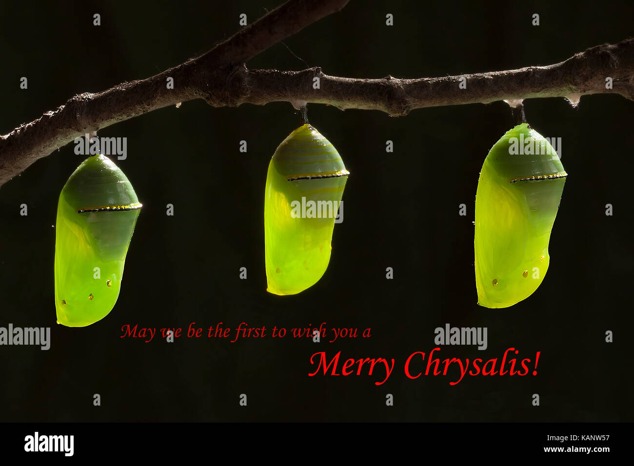 Monarch butterfly chrysalis hatch hi-res stock photography and images ...