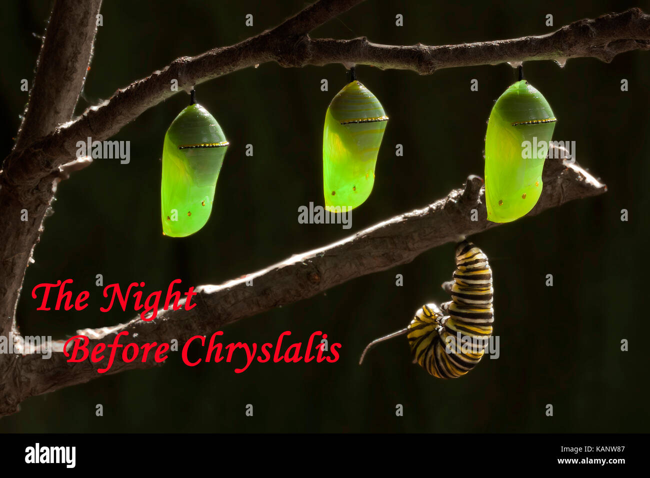 the night before chrysalis Stock Photo - Alamy