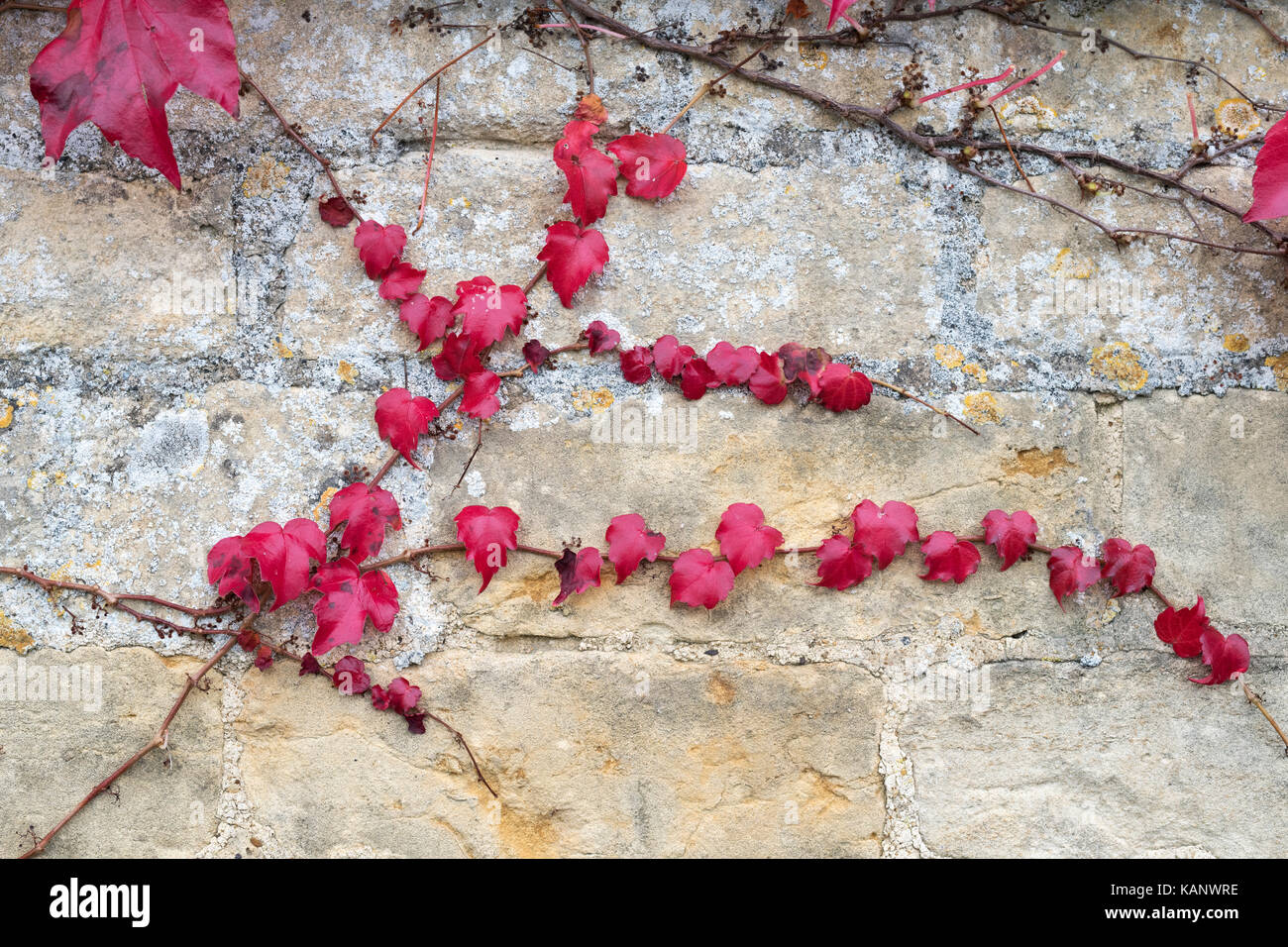 Parthenocissus tricuspidata. Boston Ivy / Japanese Creeper covering a ...