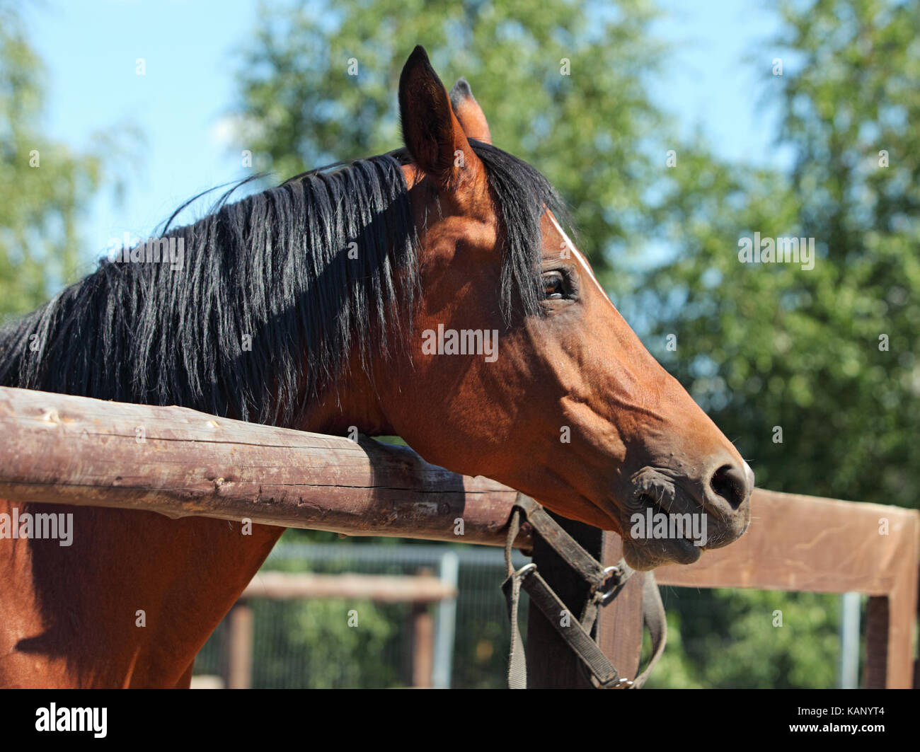 Thoroughbred brood horse in paddock of stud horse farm Stock Photo - Alamy