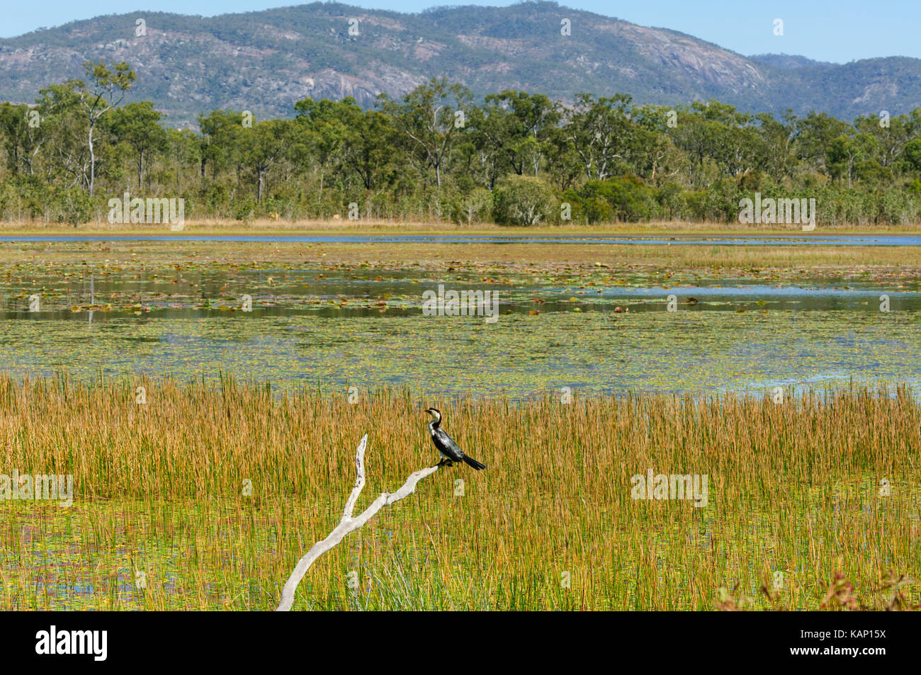 Mareeba wetlands hi-res stock photography and images - Alamy