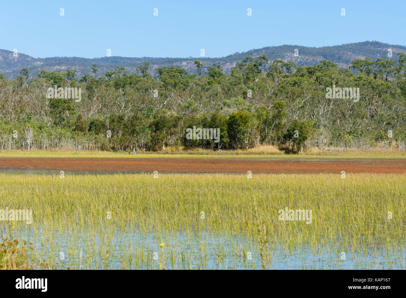 Mareeba Wetlands Nature Reserve, Atherton Tablelands, North Queensland ...