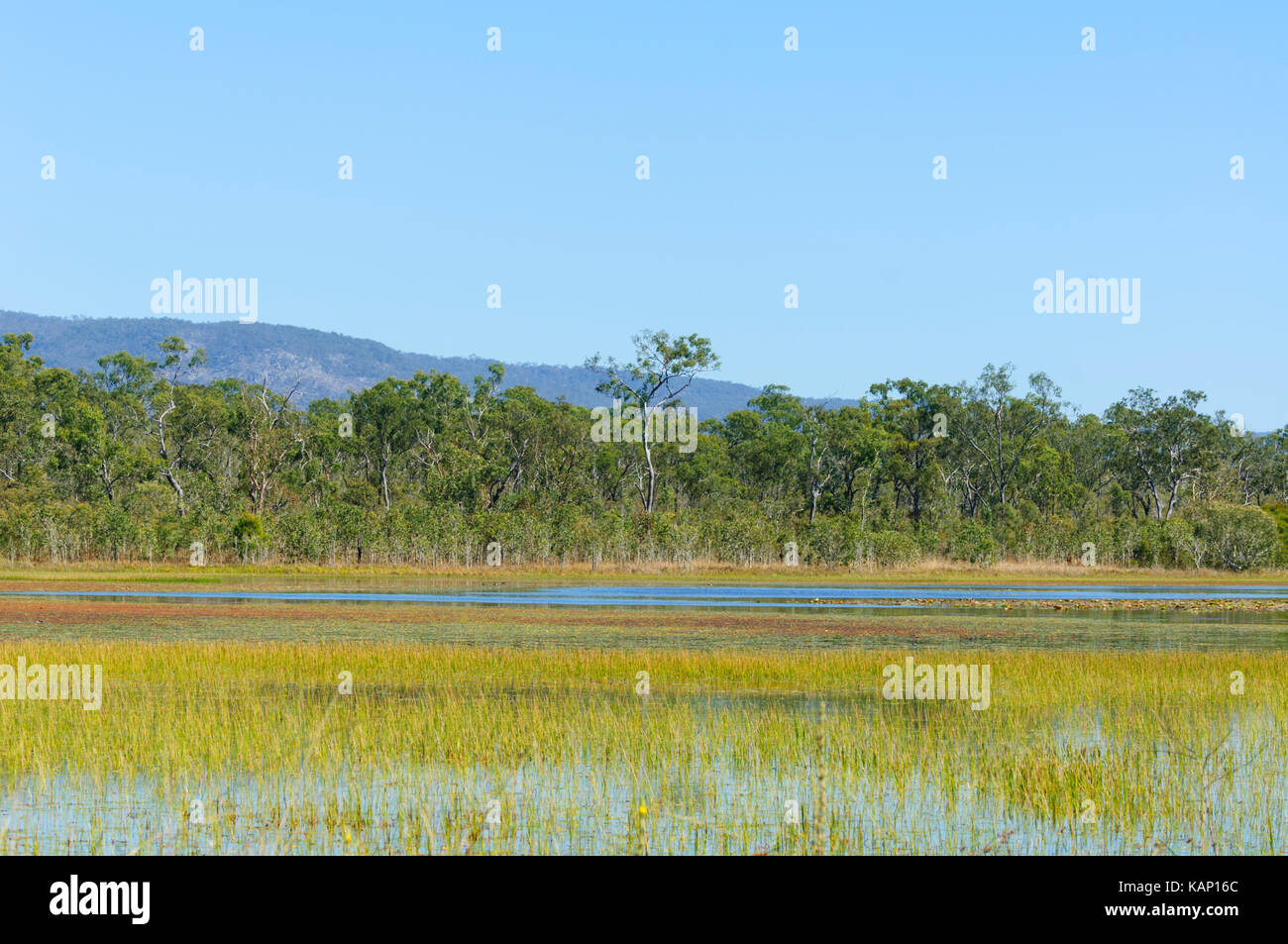 Mareeba Wetlands Nature Reserve, Atherton Tablelands, North Queensland ...