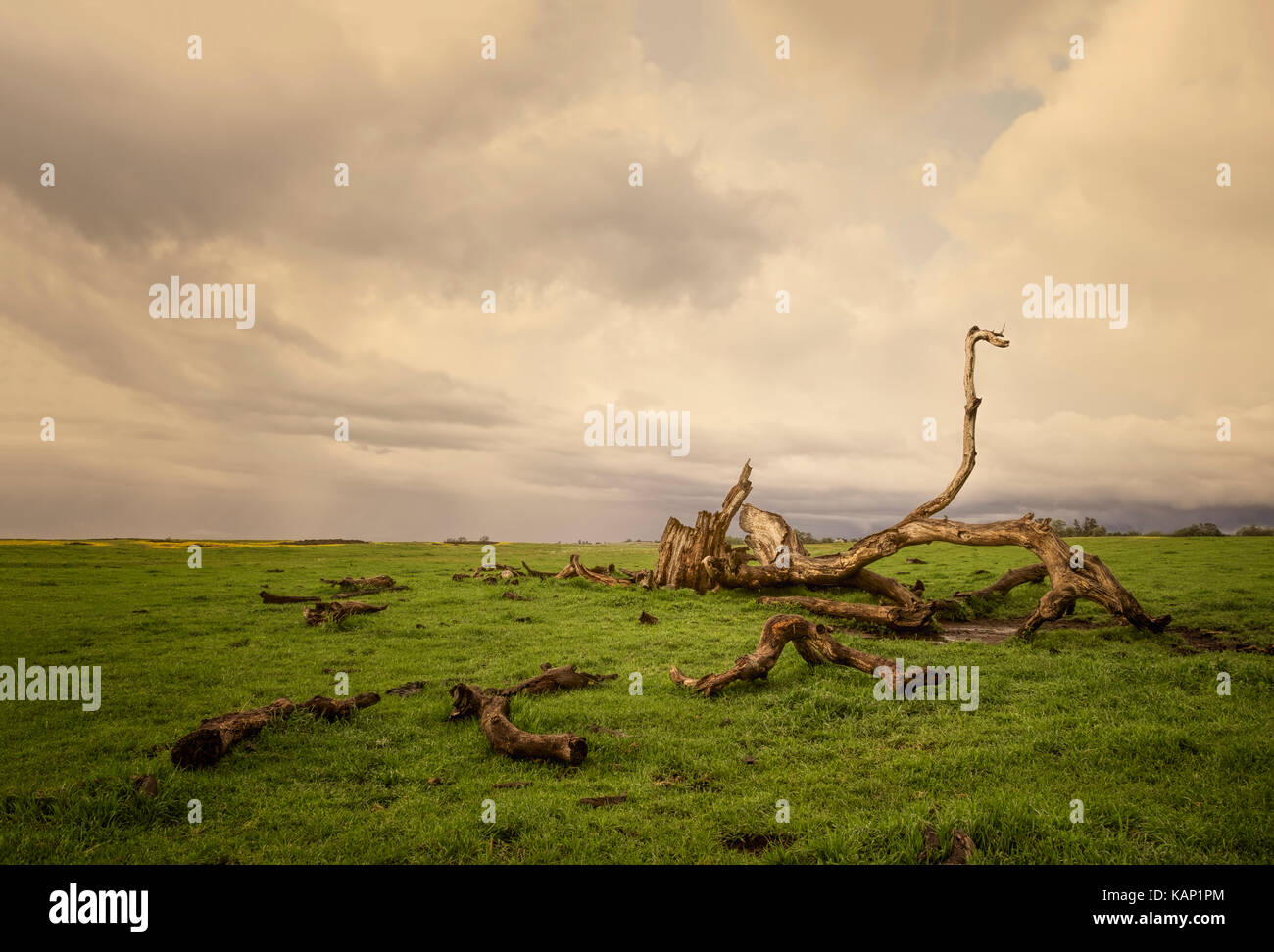 Clouds over a dead tree in an empty pasture in rural Northern ...