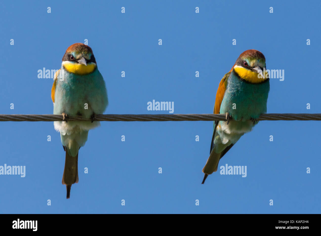 European Bee Eater, Meropidae Stock Photo - Alamy