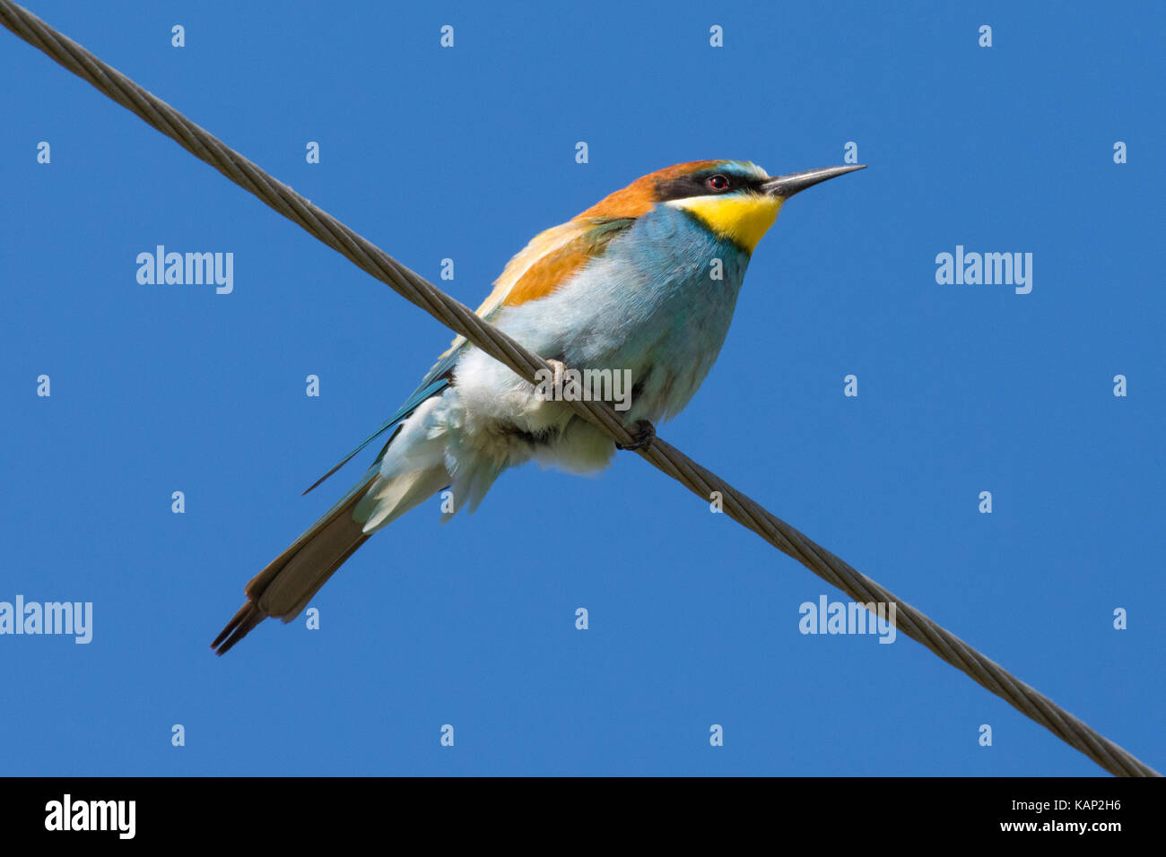 European Bee Eater, Meropidae Stock Photo - Alamy