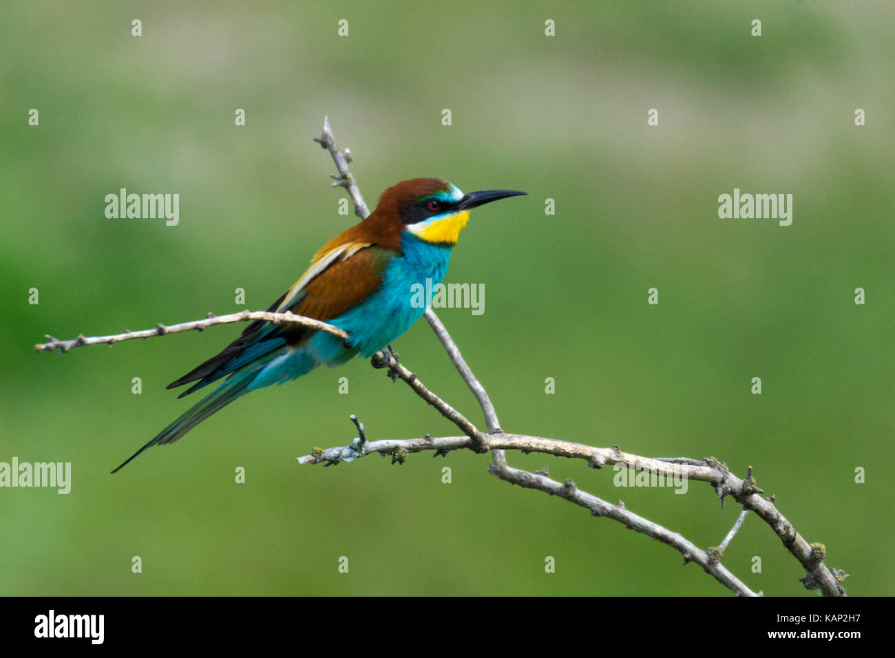 European Bee Eater, Meropidae Stock Photo - Alamy
