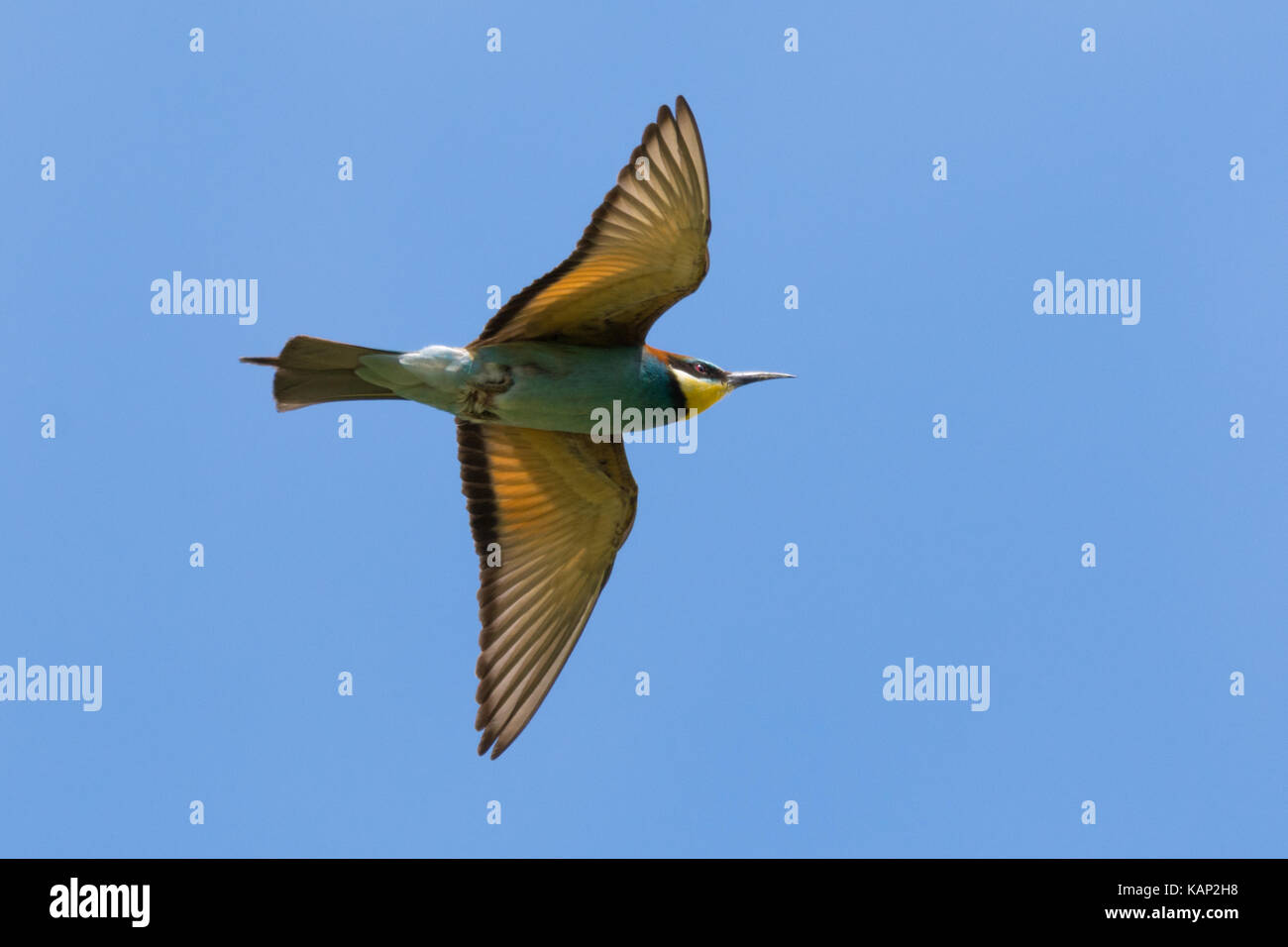 Close up predator hi-res stock photography and images - Alamy