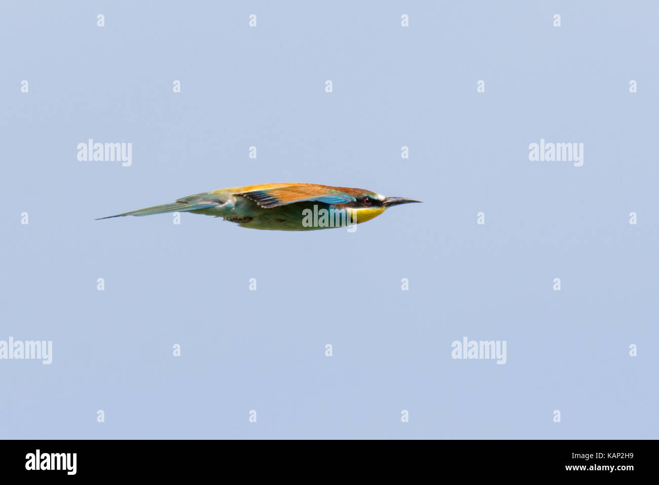 Female bee eater hi-res stock photography and images - Alamy