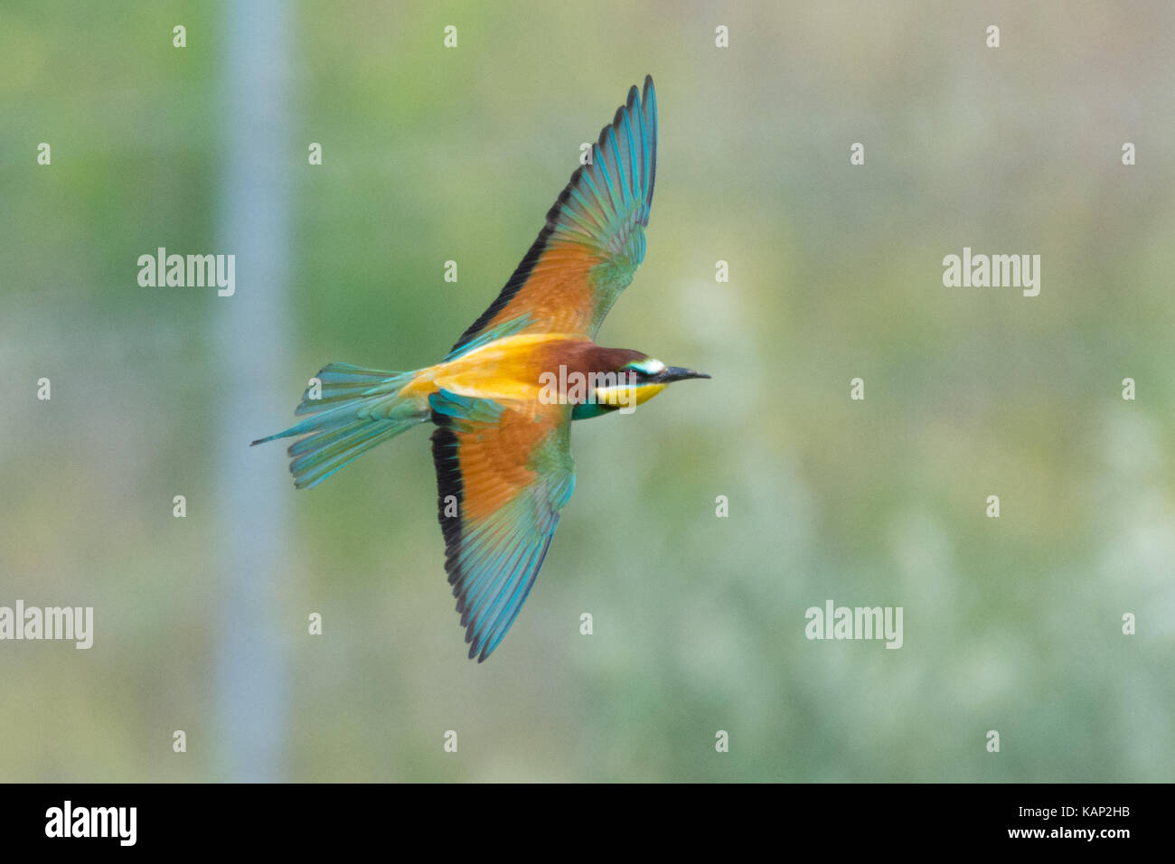 Male bee eater hi-res stock photography and images - Alamy