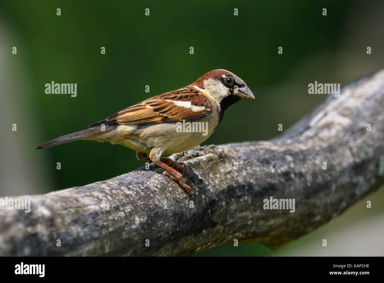 Small brown house sparrow hi-res stock photography and images - Alamy