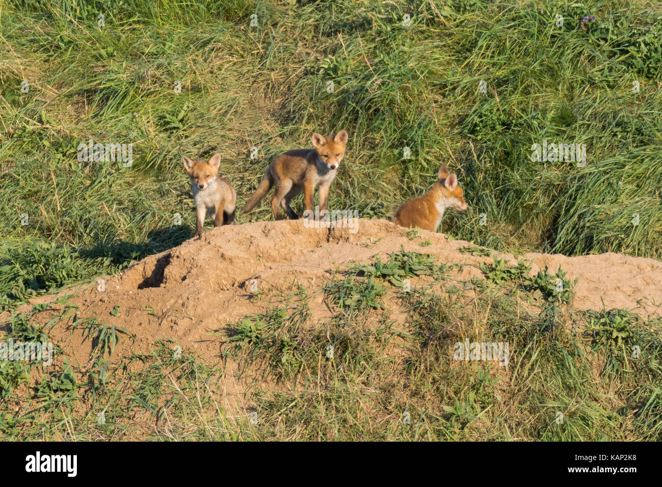 European Red Fox babies near their nest in the wild Stock Photo - Alamy