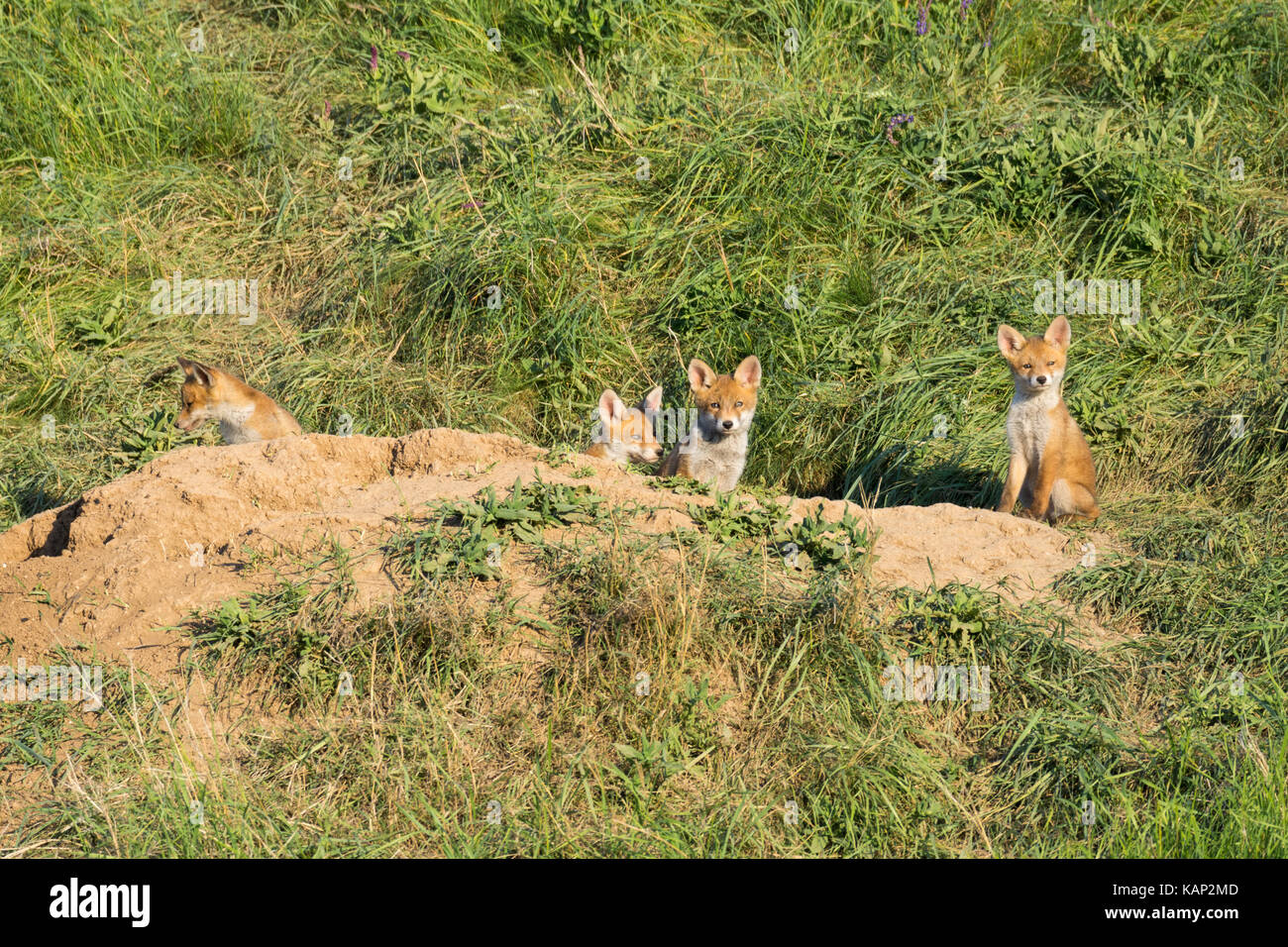 European Red Fox babies near their nest in the wild Stock Photo - Alamy