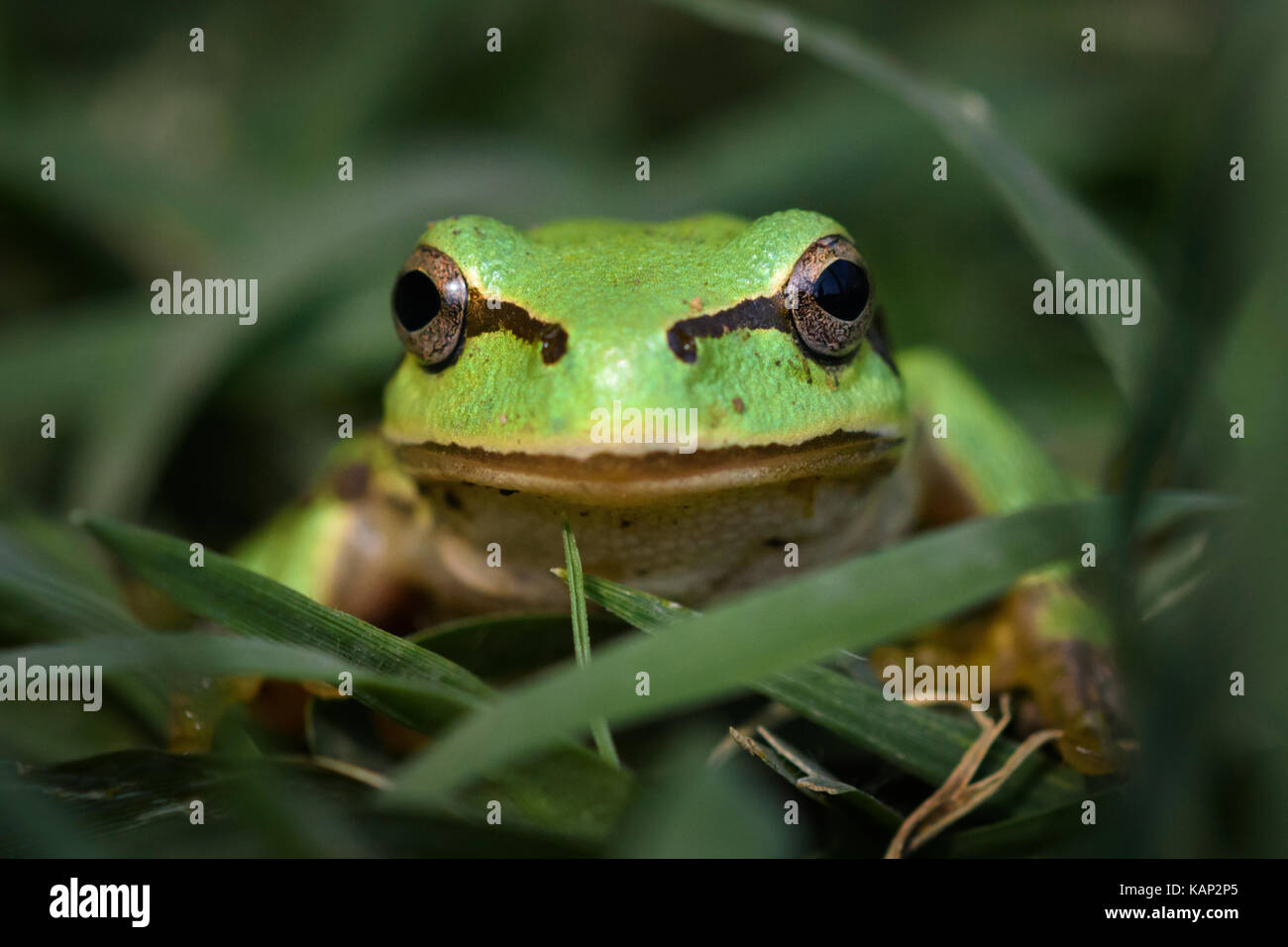 Tree frog hyla sp hi-res stock photography and images - Alamy