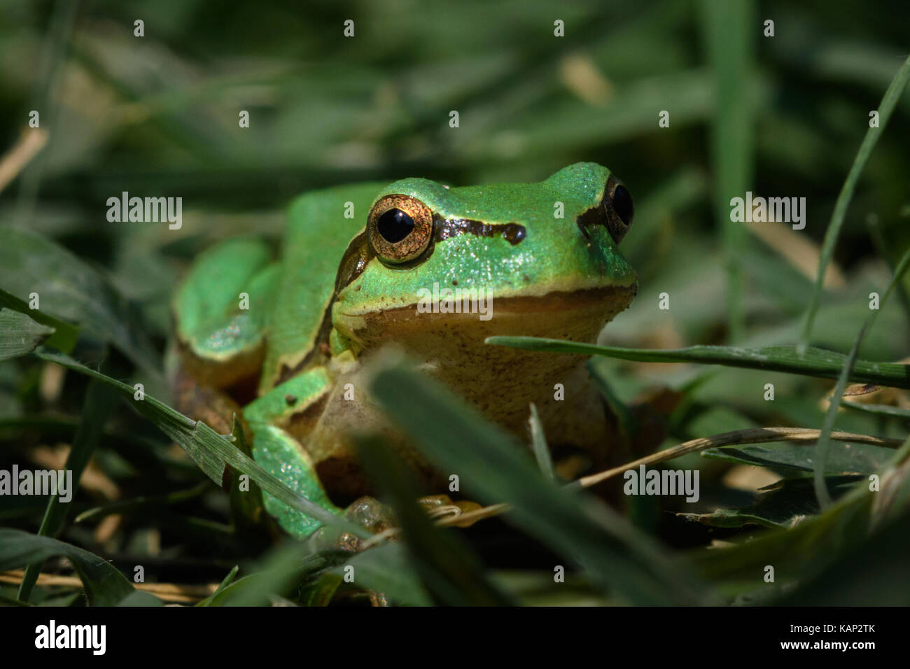 Tree frog hyla sp hi-res stock photography and images - Alamy
