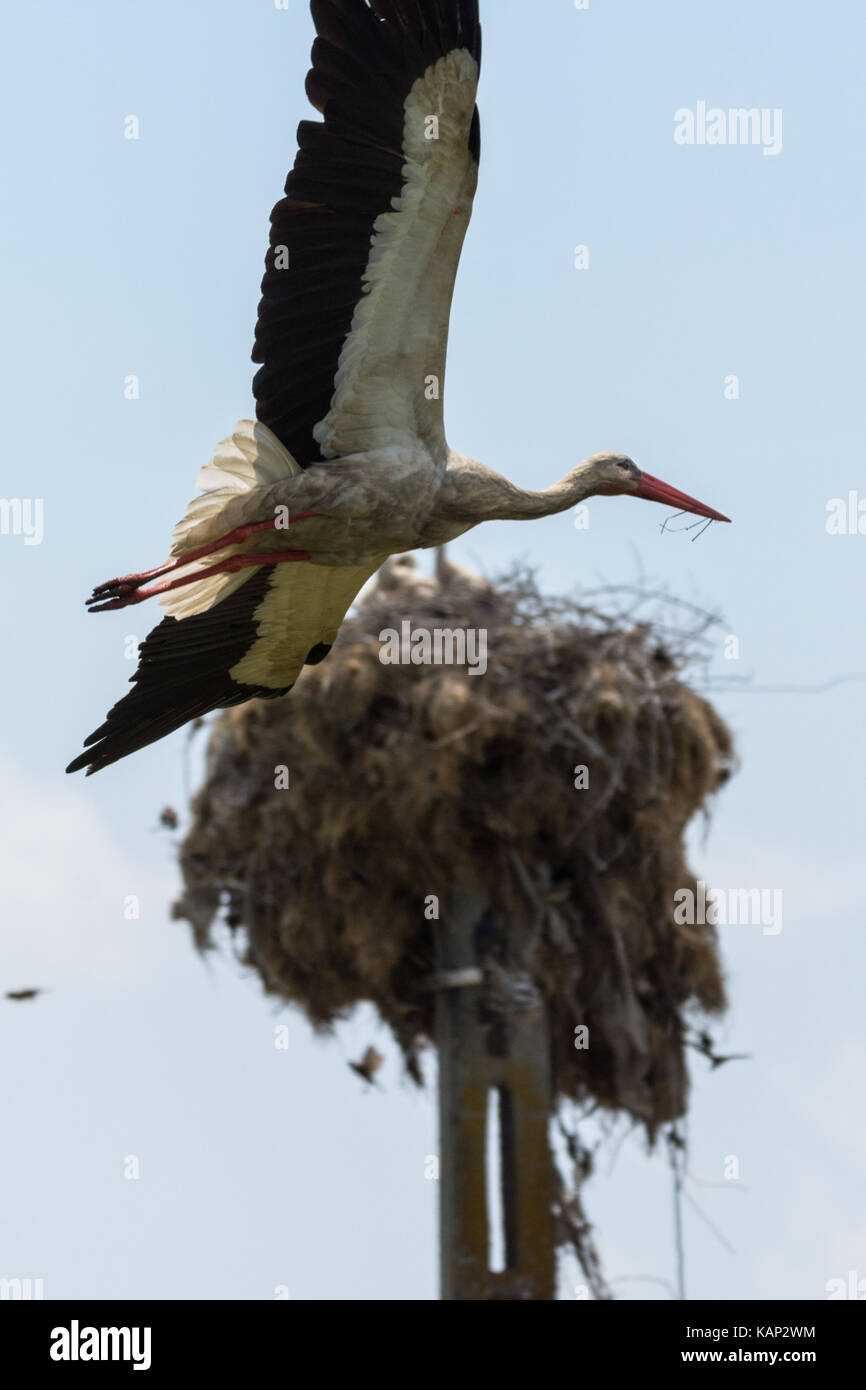 White stork feeding her family Stock Photo - Alamy