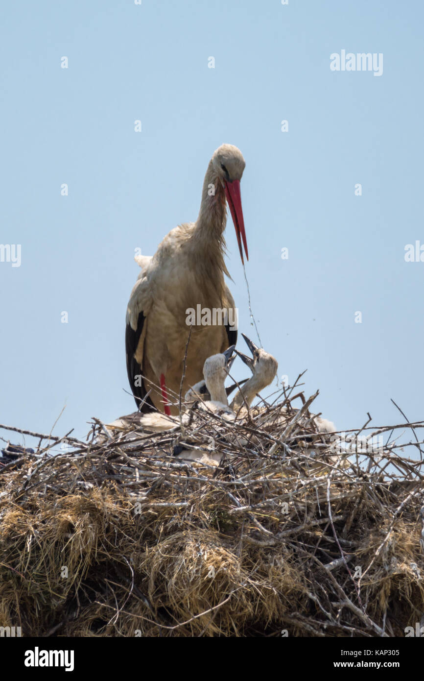 White stork feeding her family Stock Photo - Alamy