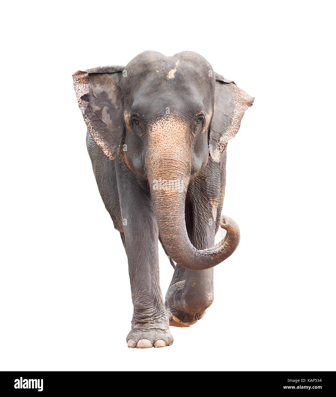 full body face of asian elephant isolated white background Stock Photo ...