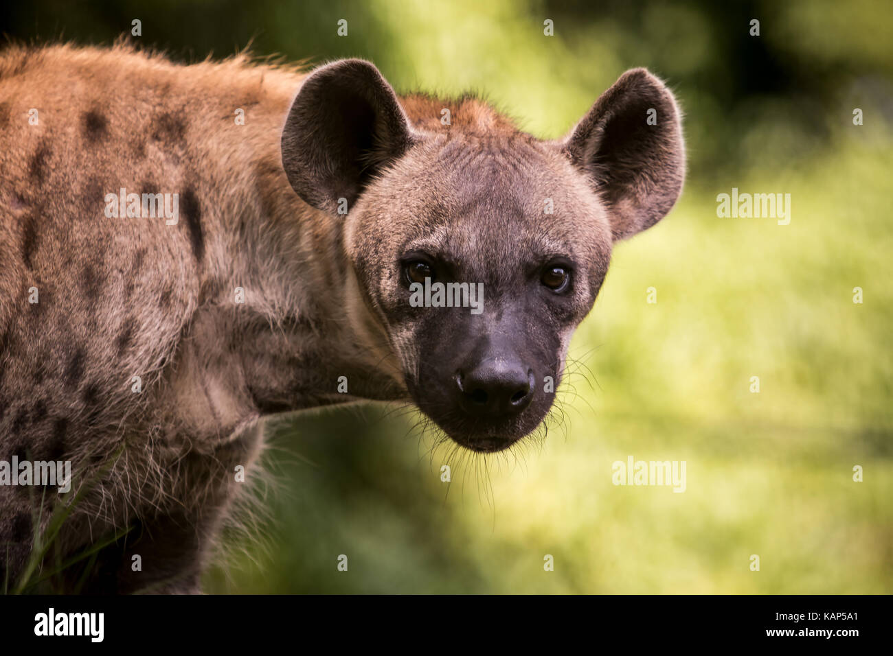 close up face of hyena and eye looking to hunting Stock Photo - Alamy