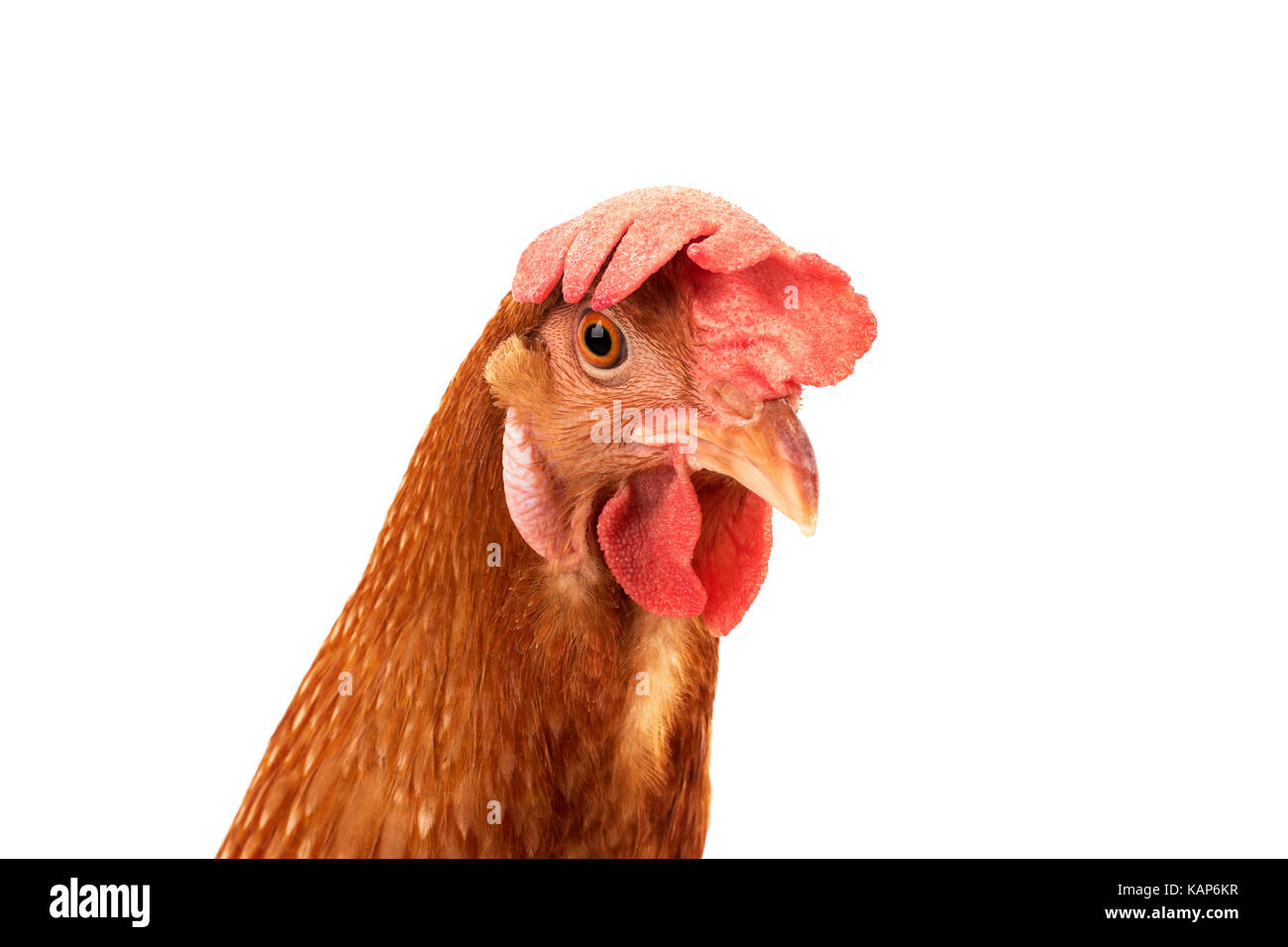 close up face of chicken hen isolated white background Stock Photo - Alamy