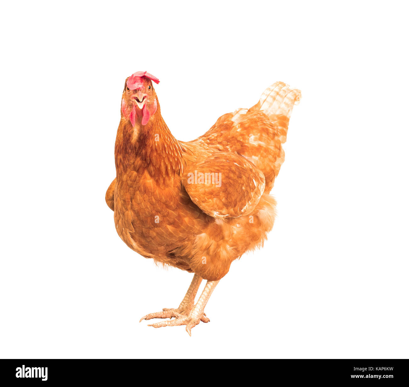 full body of brown chicken hen standing isolated white background use ...