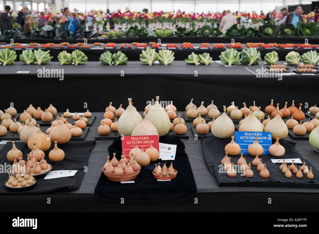 Vegetable Growing Competition Stock Photos & Vegetable Growing ...
