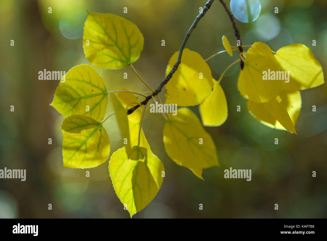 Close up of the American aspen leaves (Populus tremuloides) in their ...
