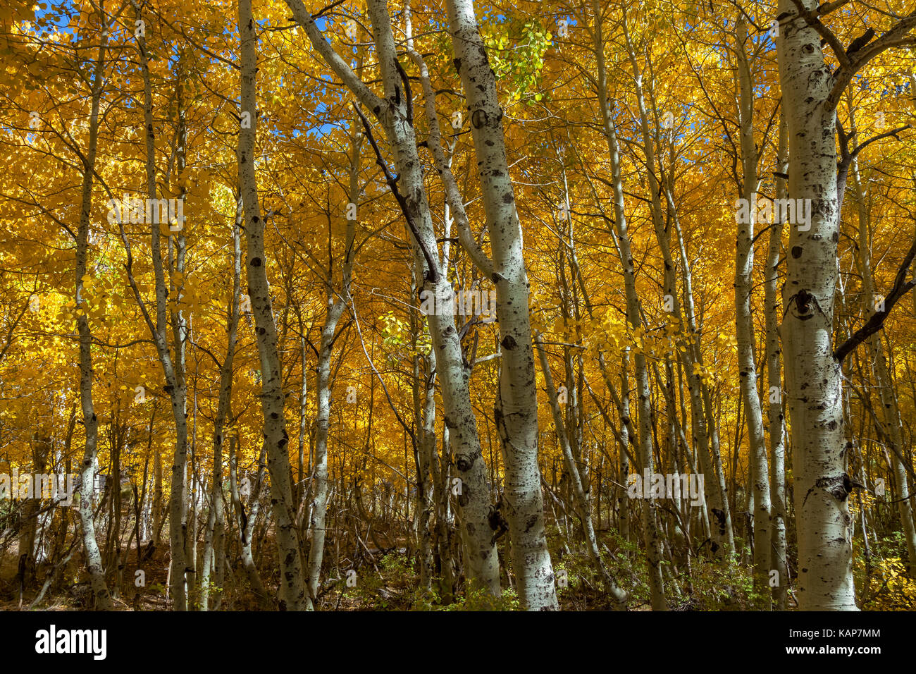North American aspens (Populus tremuloides) in their fall foliage ...