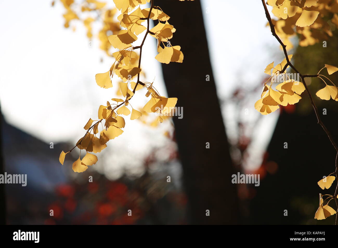 golden ginkgo leaves in japan park Stock Photo - Alamy