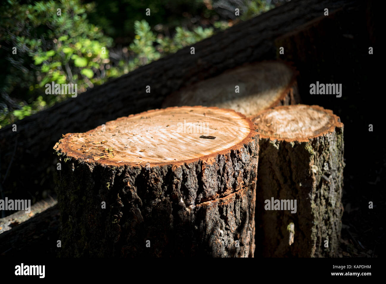 Freshly cut tree stumps in sunlight Stock Photo - Alamy