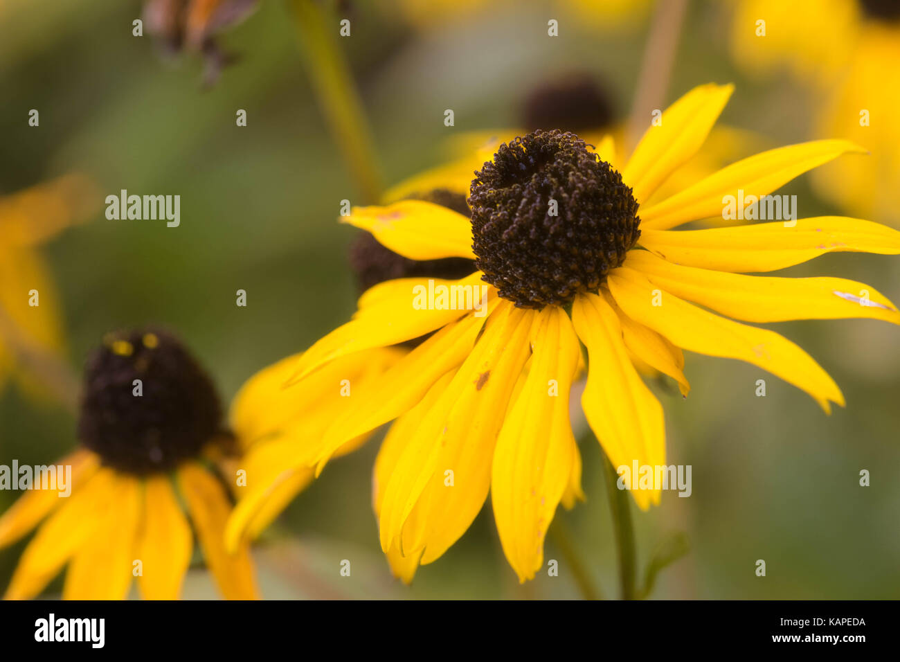 Yellow flower close up Stock Photo - Alamy