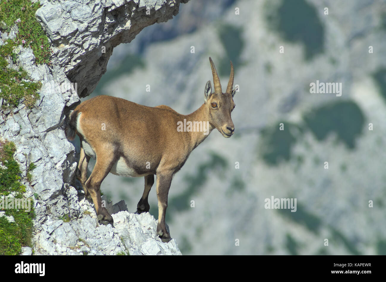 Female of Alpine Ibex (Rock goat) between the rocks of the Julian Alps ...